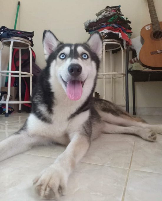 Husky Looks Like Skeleton, 10 Months Later She’s Unrecognizable