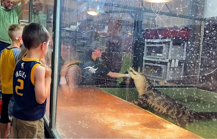 Hero Risks Life And Limb To Save Woman Pulled Into Alligator Enclosure