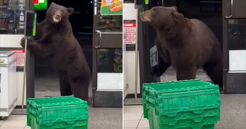 VIDEO: Bear On A Beer Run? 7-11 Clerk Frantic After Wild Animal Enters