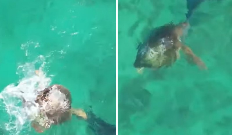 Brave Turtle Evades Shark Attack — And Then Counter Attacks