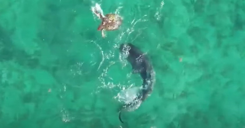 Brave Turtle Evades Shark Attack — And Then Counter Attacks
