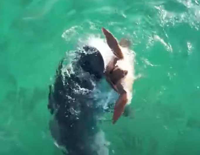 Brave Turtle Evades Shark Attack — And Then Counter Attacks