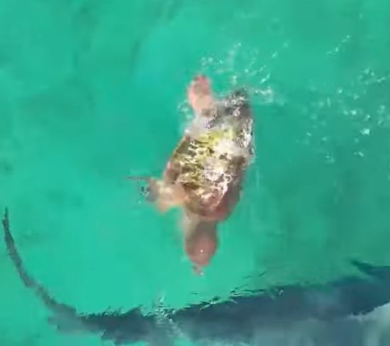 Brave Turtle Evades Shark Attack — And Then Counter Attacks